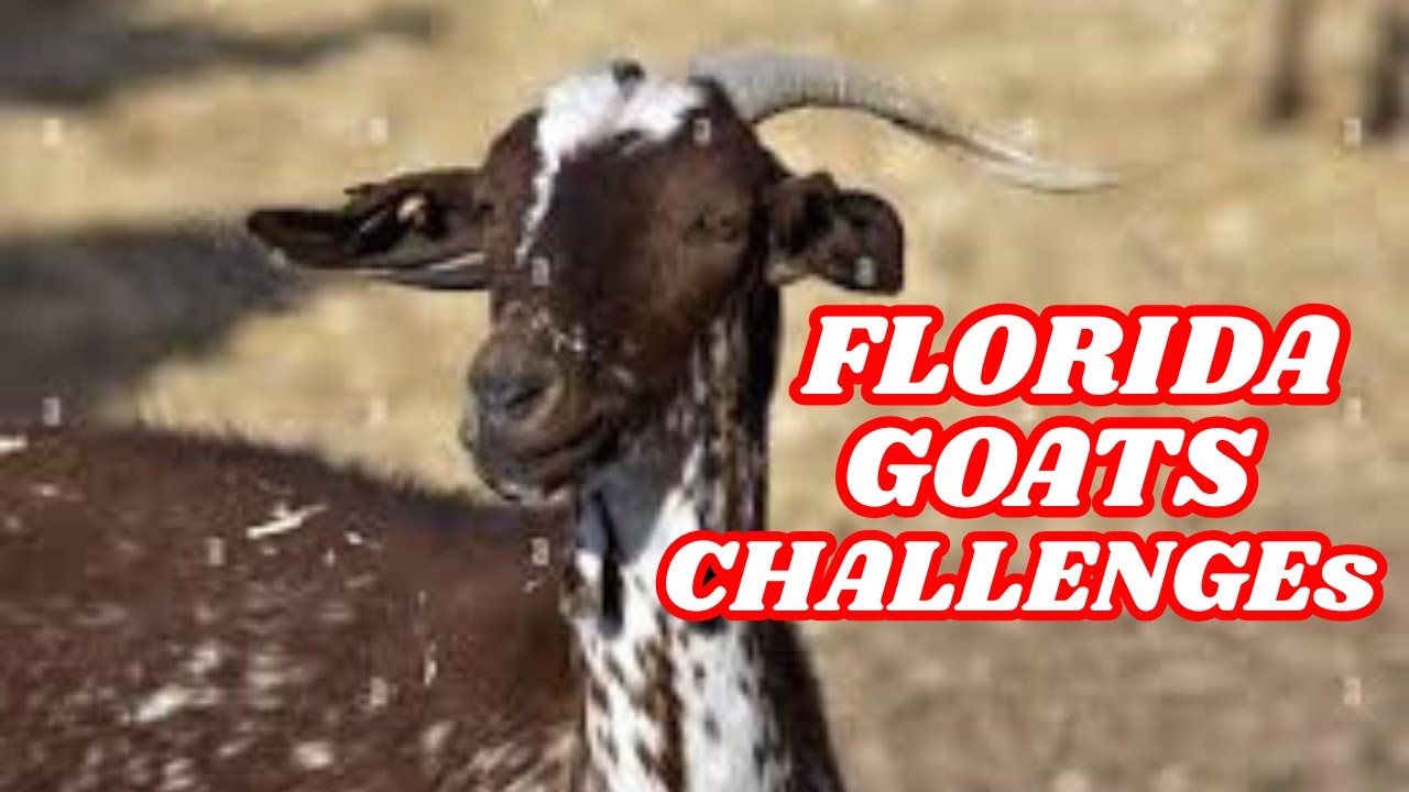 The 30-Day Goat Farming Challenge You Need to Try in Florida - YouTube