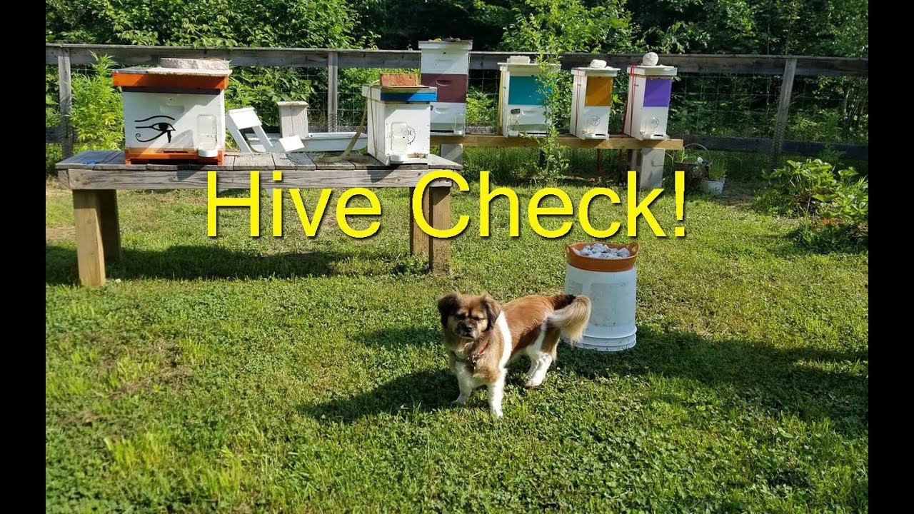 Quick BeeHive checks & a Split ~ Homestead Corner - YouTube