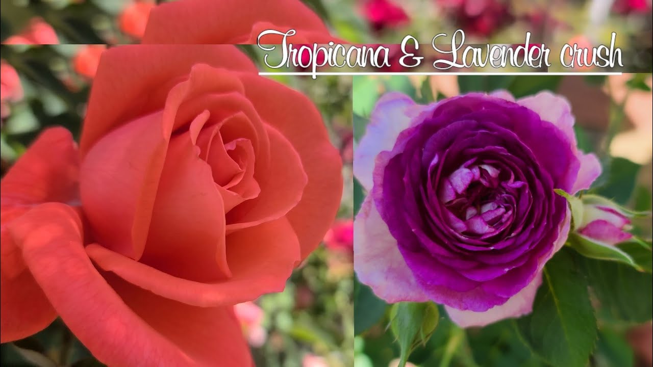 Lavender Crush Climbing Rose & Tropicana / Lovemarie Garden Diaries ...
