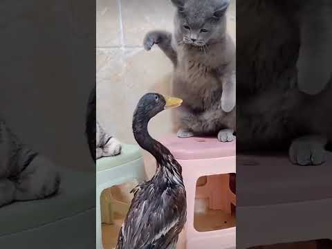 kedi tokat delisi yaptı!