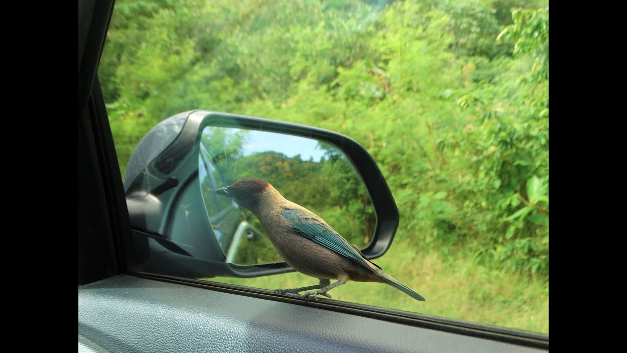 Lesser Antillean Tanager Birds of Grenada - YouTube