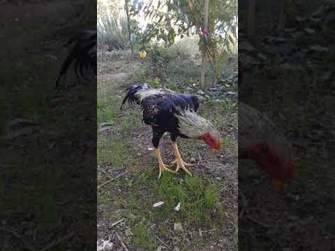 YENİ ERKEKLEŞEN YAVRULARDAN //ÇİL HİNT HOROZU.