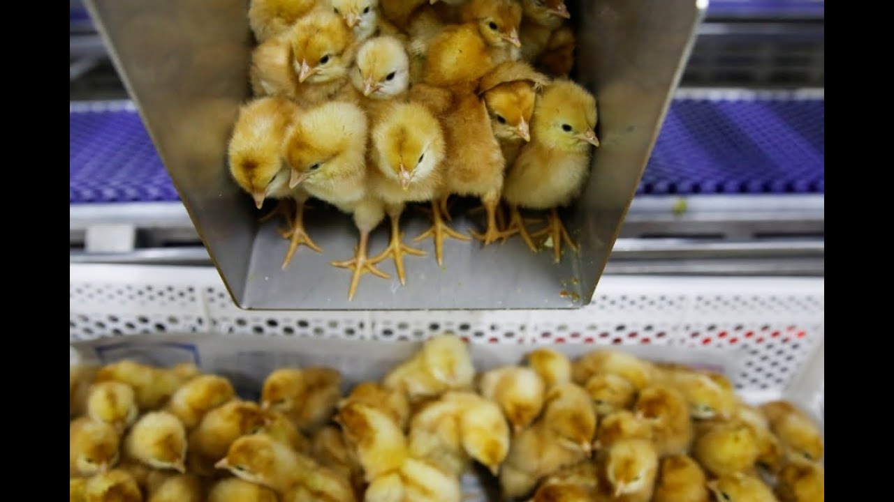 Amazing Modern Chicks Poultry Farming Technology, Breeding Methods Save ...