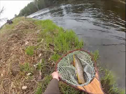Dry Fly Fishing On The Au Sable River - Hendrickson Hatch - YouTube