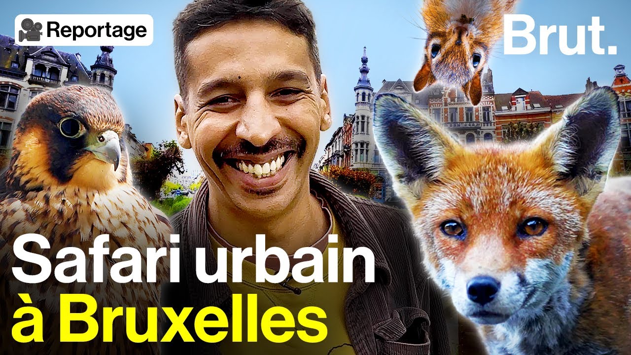 Quand les animaux sauvages se réapproprient la ville - YouTube