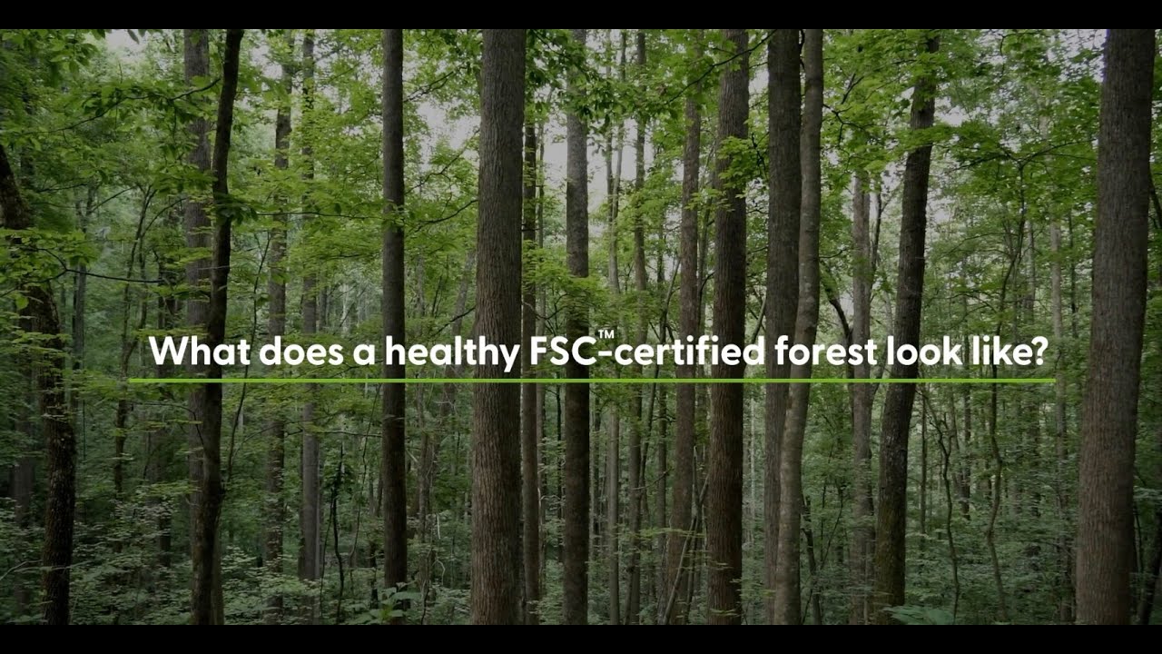 What does a healthy FSC-certified forest look like? - YouTube