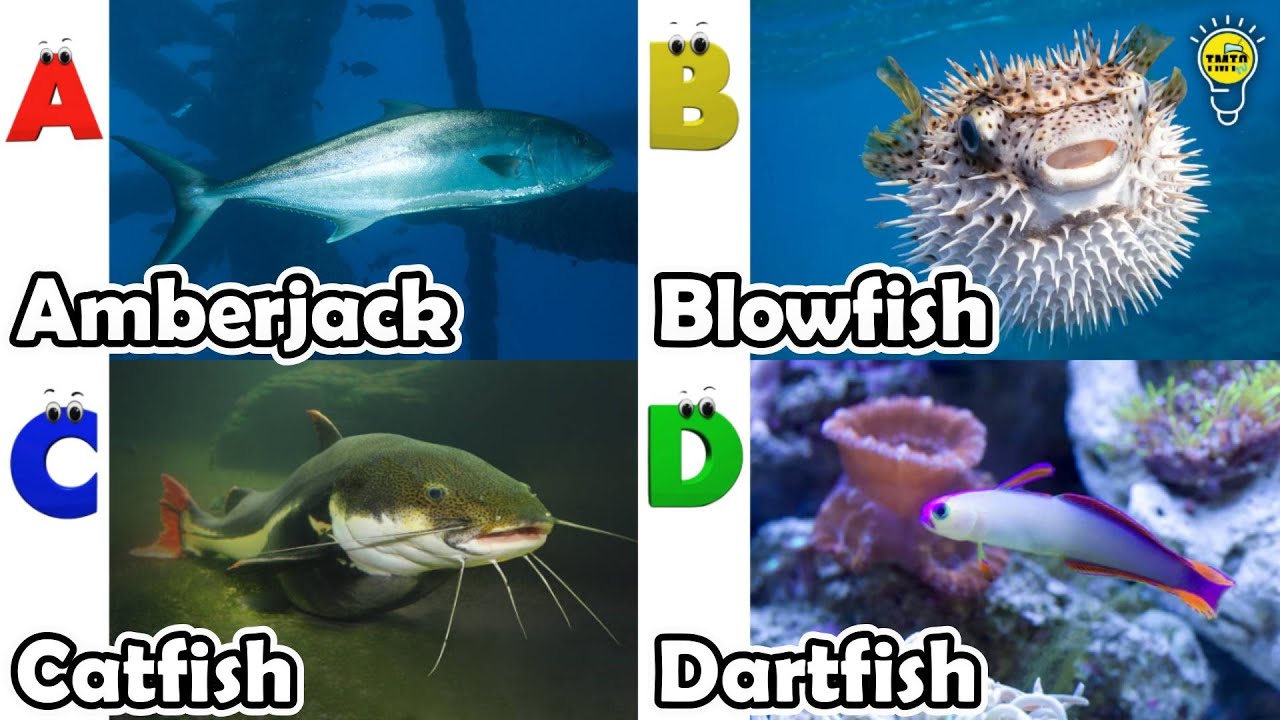 Sea animals for kids | ABC phonics animals | ABC Sea Animals song ...