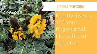 Popcorn Plant in the Landscape | www.gardencrossings.com