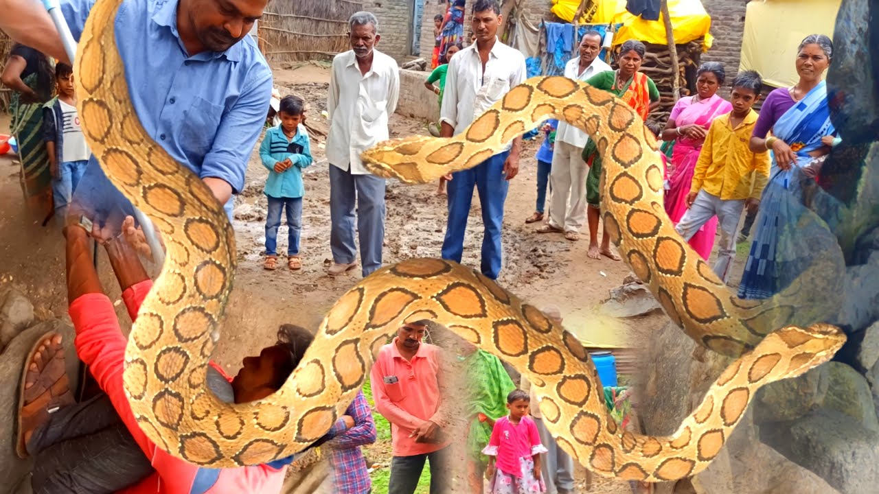 भारत का सबसे खतरनाक सांप | Russell Viper | Chandan Boda | Ghonas | घोणस ...