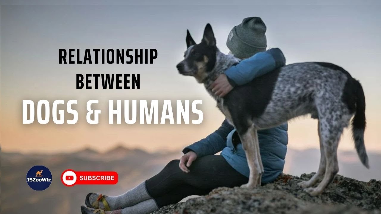The Relationship Between Dogs and Humans - YouTube