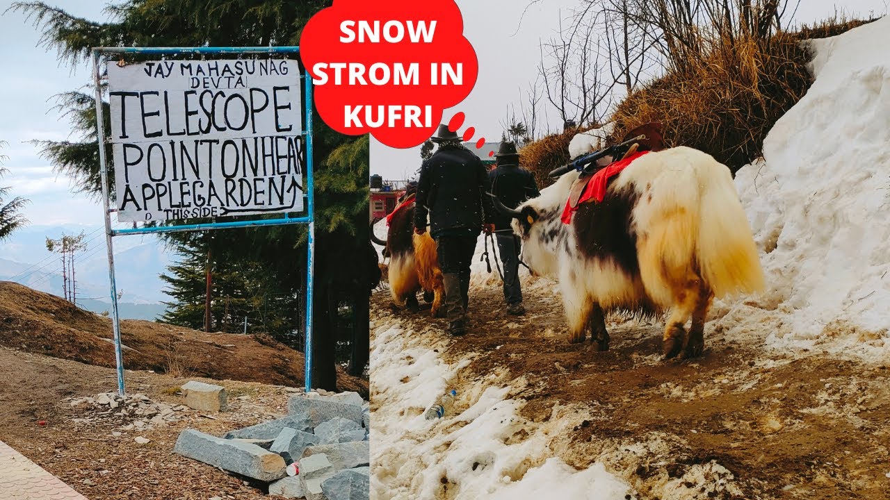 kufri snow strom|kufri snowfall 2022 feb|NAG TEMPLE|FAGGU VALLY|kufri ...