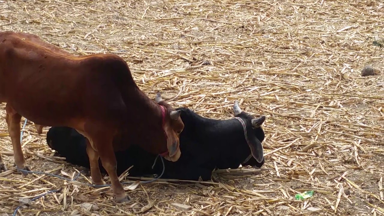 Caught two bulls showing love to each other - YouTube