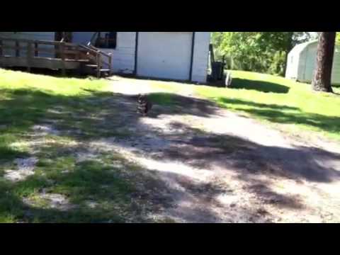 Love Affair Between Hazel & Goat - YouTube