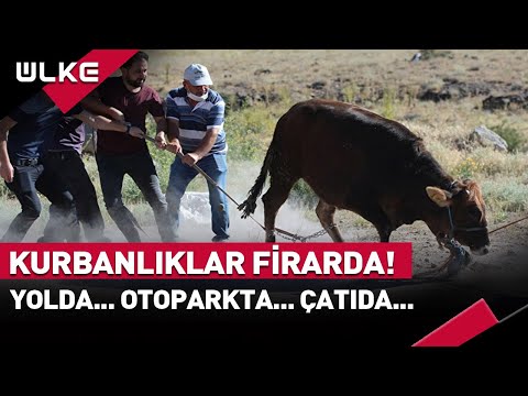 Kurbanlıklar Firarda! Yolda... Otoparkta... Çatıda...