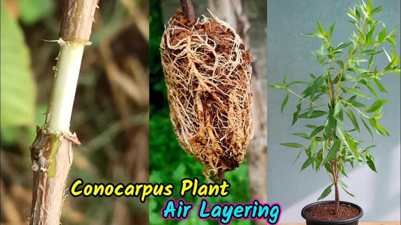 How To Grow Conocarpus Plant Cutting || कोनोकार्पस ट्री की कटिंग केसे ...