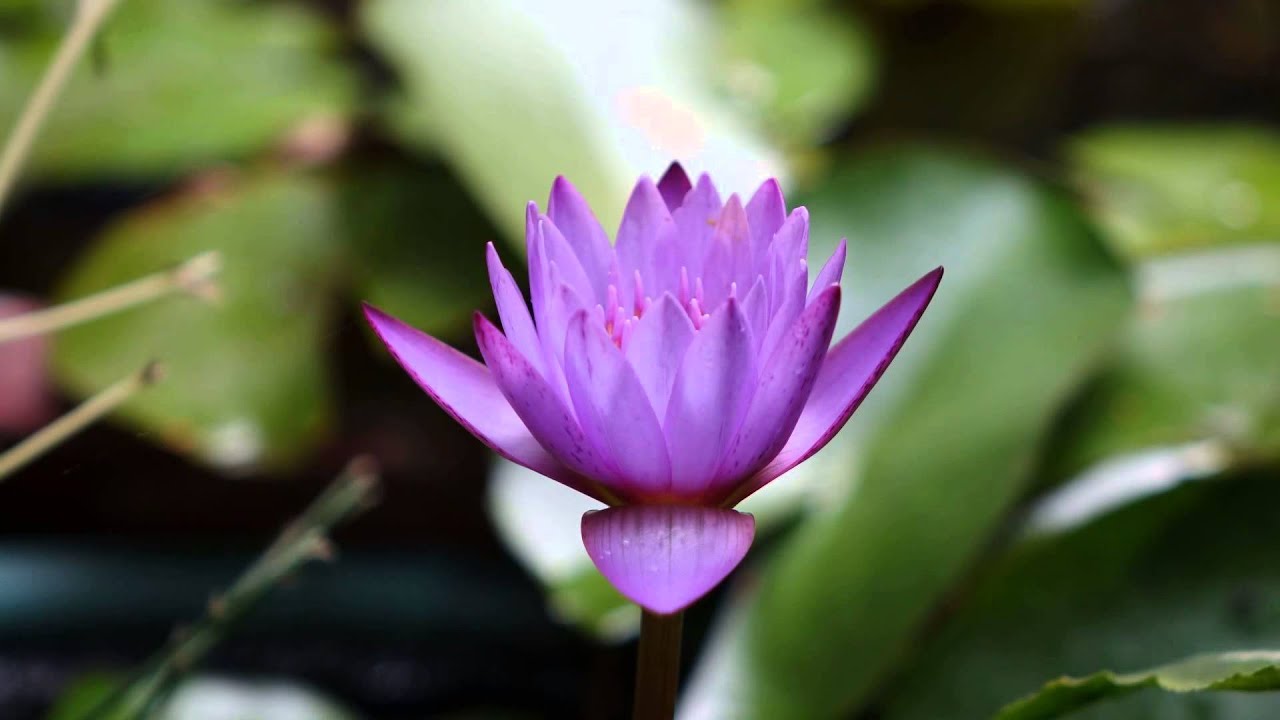 Lotus Time Lapse - YouTube