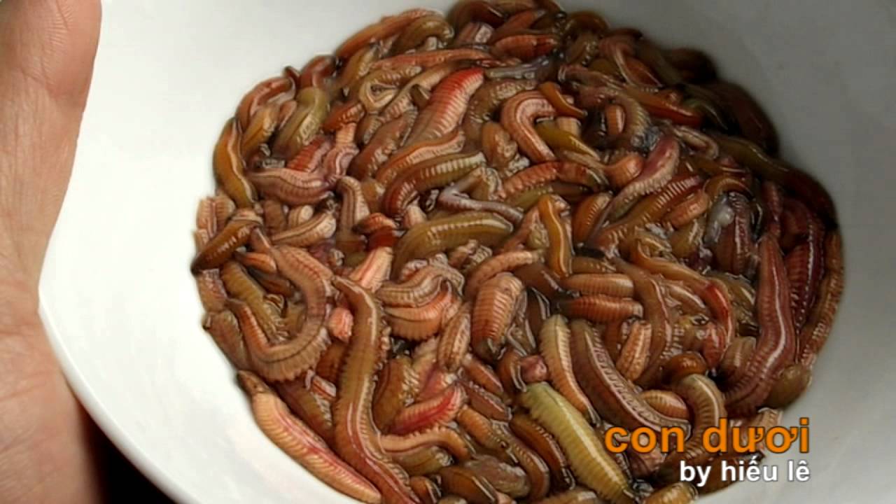 Con dươi - YouTube