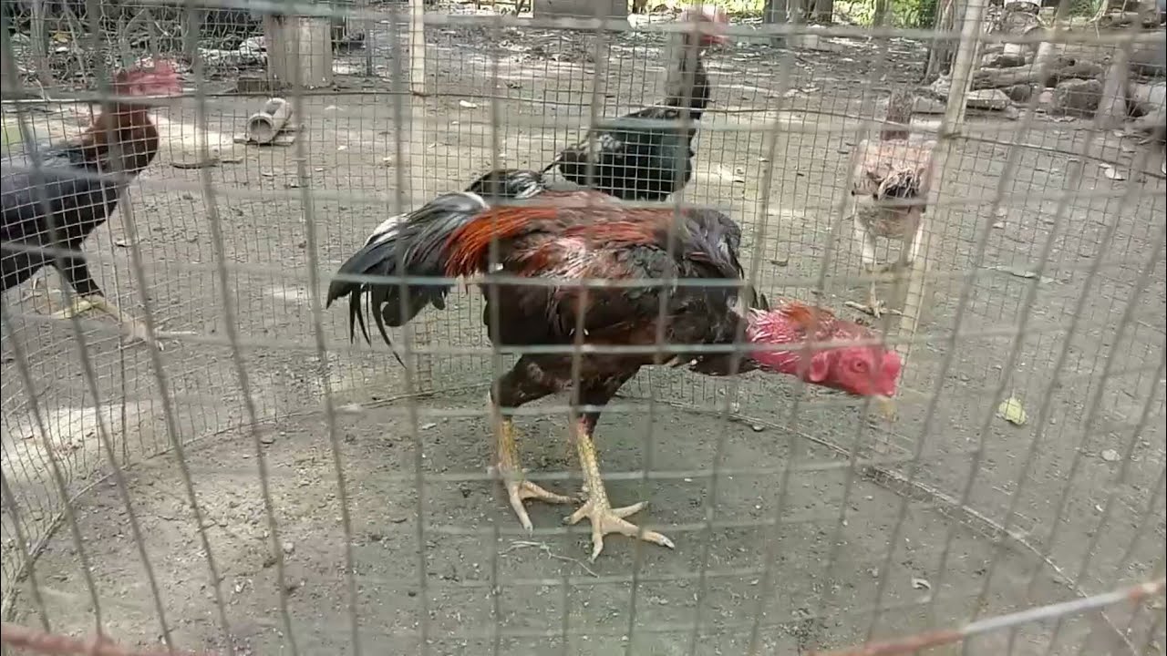 pejantan ayam pakhoy orie brewok (si tikus) dengan betina ayam bangkok ...