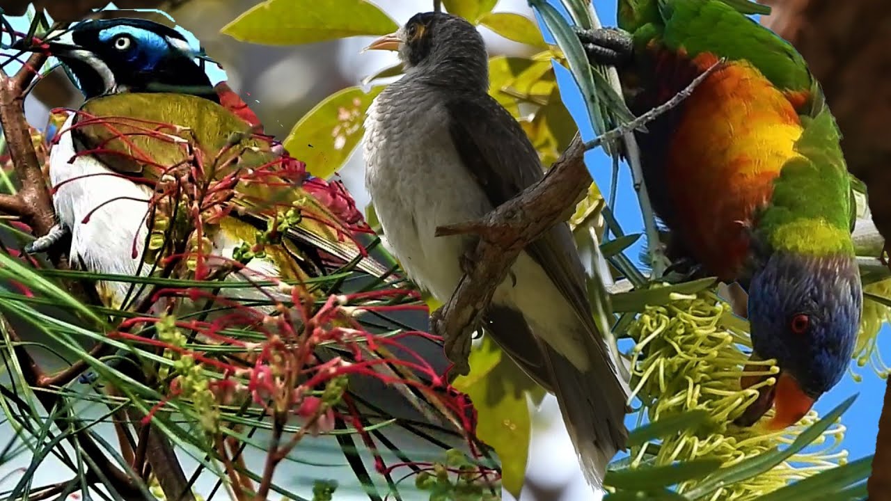 Look! Bunch of Honeyeater Birds on Grevillea Flowers - YouTube
