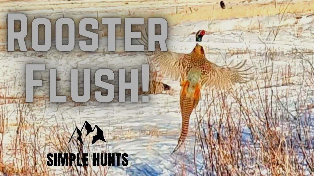 How We Took FIVE Birds in the Snow of Colorado | Pheasant Hunting at ...