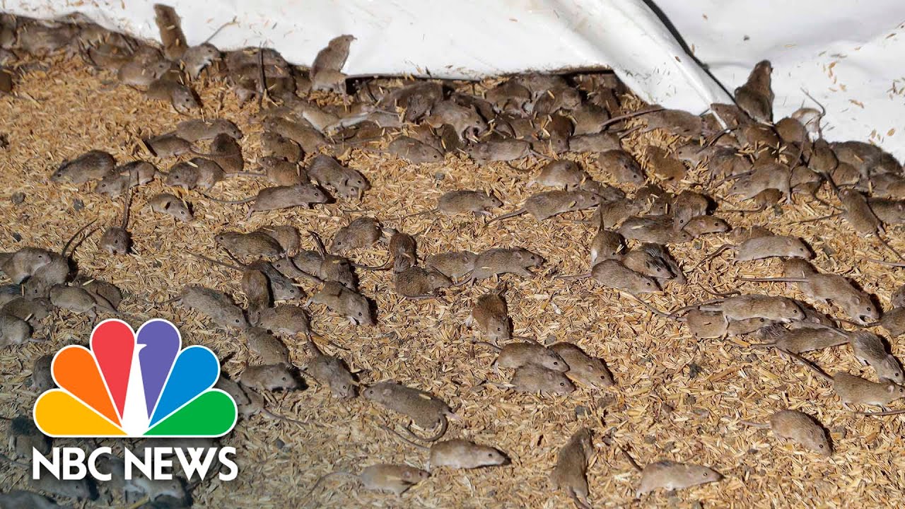 PETA Calls For Humane Approach To Deal With Australia's Mice Plague ...