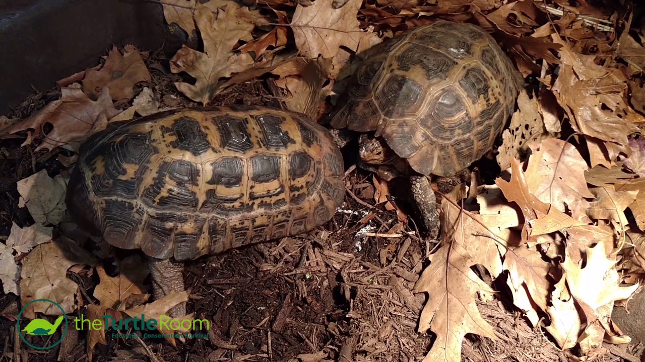 Courtship Habits of the Forsten's Tortoise - YouTube