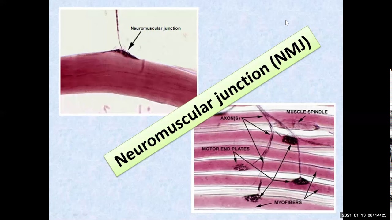 M&R - Session 5 - Lecture 1 - Electrical Excitability - YouTube