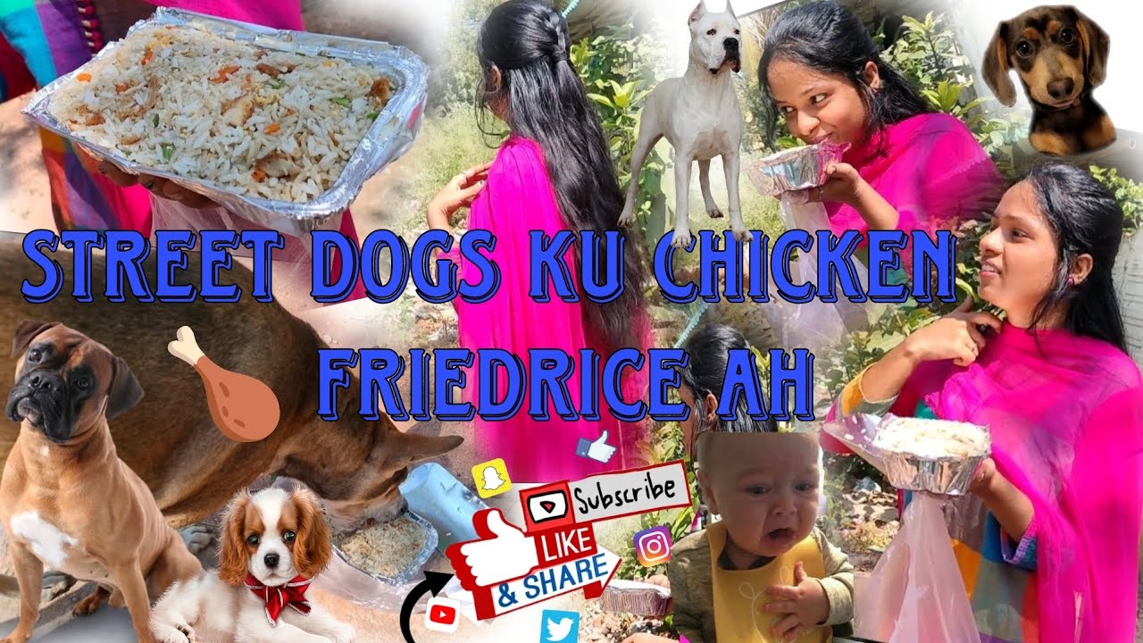⚠️🎯#2 DARE 😕STREET DOGS KU CHICKEN 🍗🐔 FRIEDRICE VANGI KUDUKANUMA...😱🙄 ...