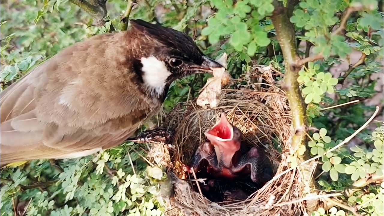Forest Caretaker: White-eared Bulbul Feeding Scene@BirdPlusAnimals ...