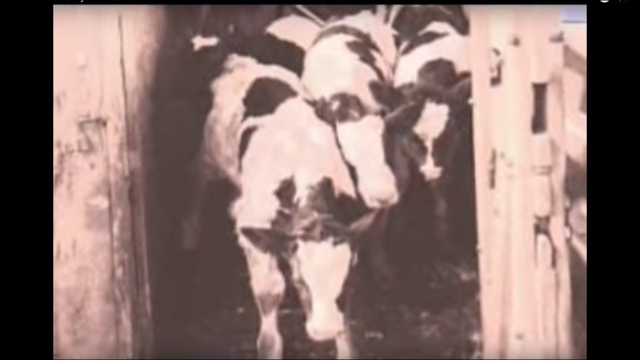 Lancaster Stockyards: Then and Now - YouTube