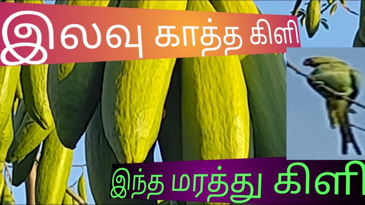 Ilavu Katha Kili | Ilavam tree| Silk cotton tree - YouTube