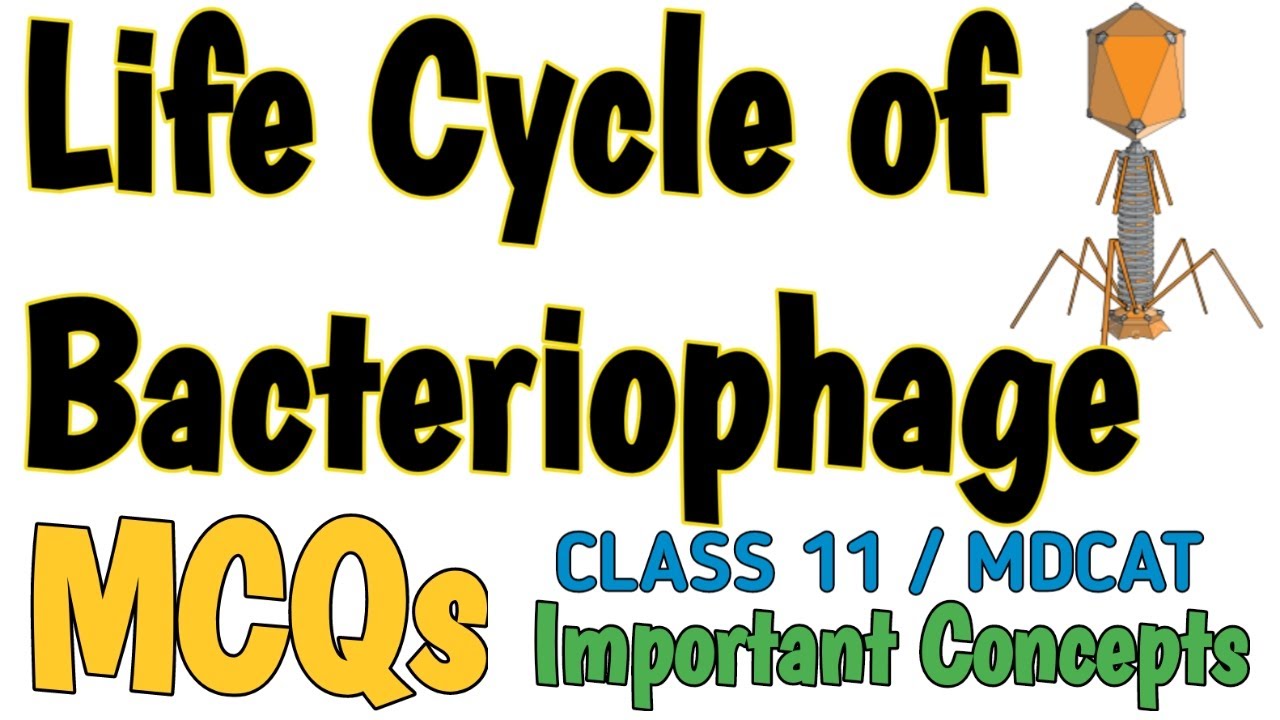 LIFE CYCLE OF BACTERIOPHAGE VIRUS | MCQS | ACELLULAR LIFE | BIOLOGY 11 ...