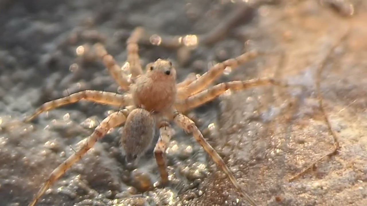 A wolf spider drinking water - YouTube