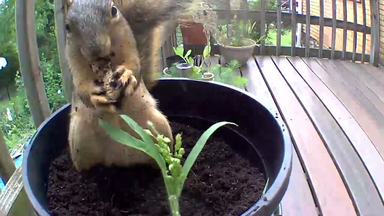 This funny squirrel - YouTube