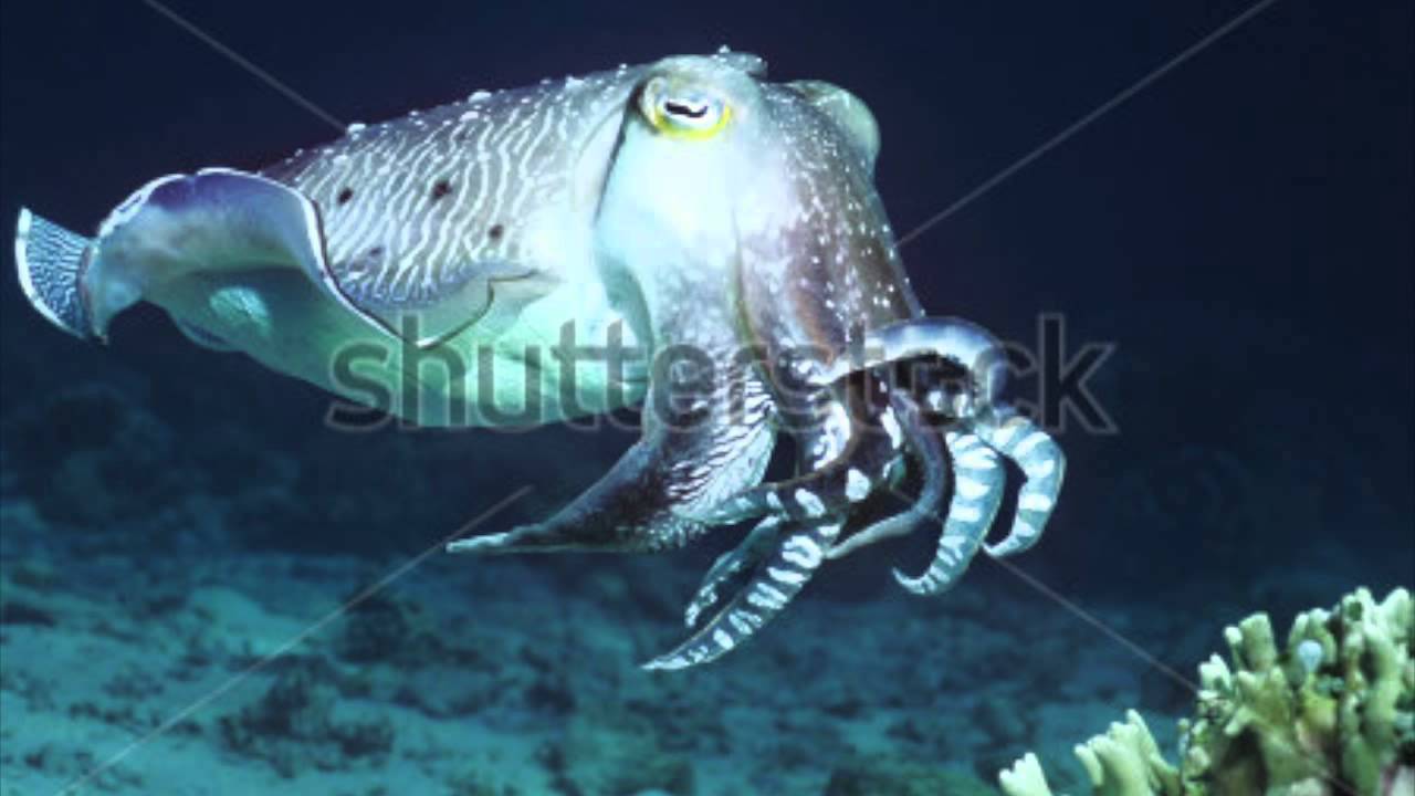 High Risk Memes | 1K Milestone - YouTube