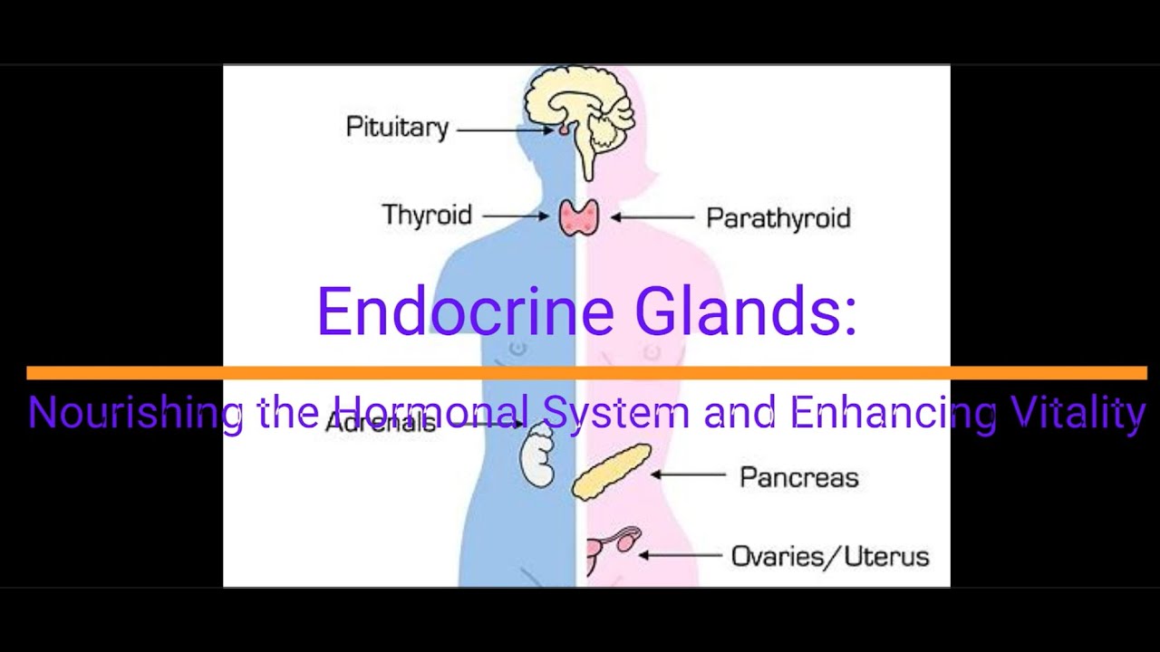 5 Habits for Healthy Endocrine Glands Supporting Hormonal Balance and ...