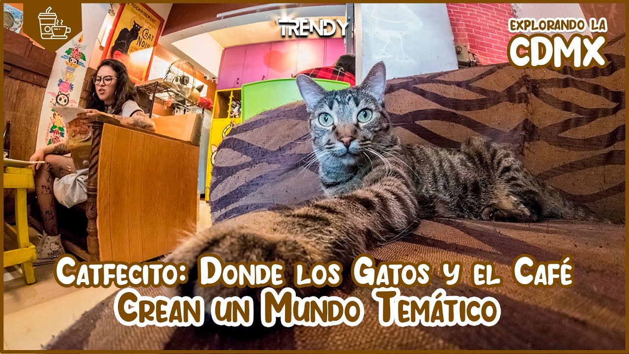 🐈 'Catfecito': Donde los Gatos y el Café Crean un Mundo Temático - YouTube
