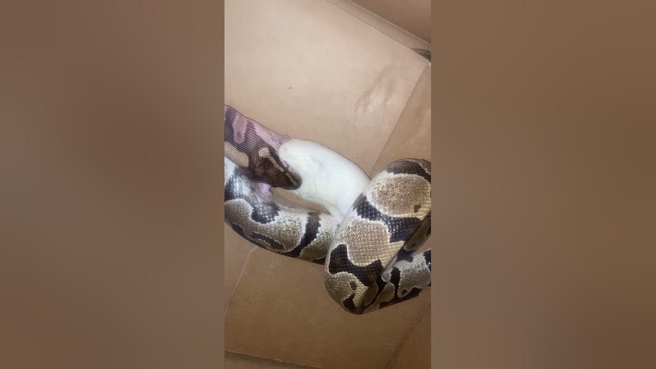 Ball Python LIVE FEEDING Part 2 - YouTube