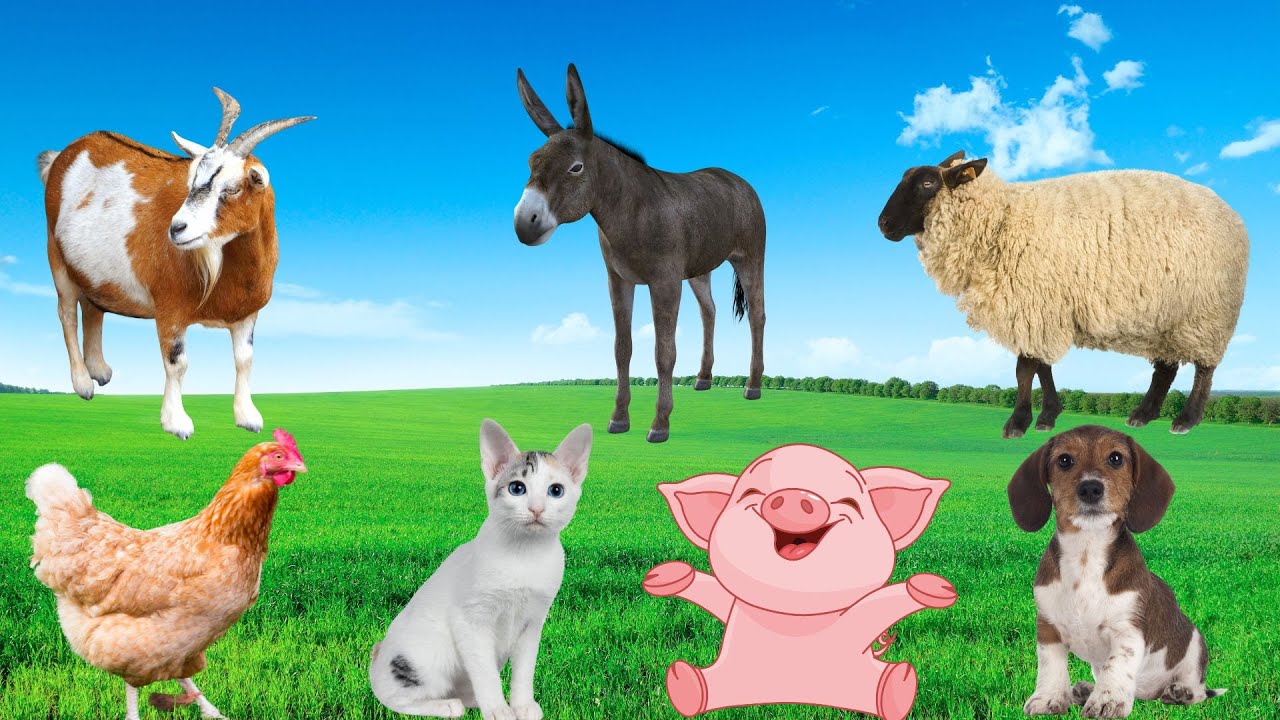 Cute Small Animals - Dogs, Chickens, Cats, Rabbits, Pigs, Sheep, Goats ...