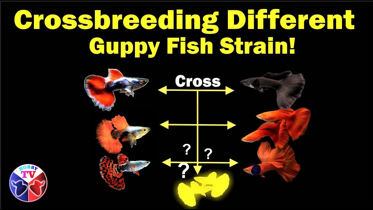 Crossing Different Guppy Fish Strain - YouTube