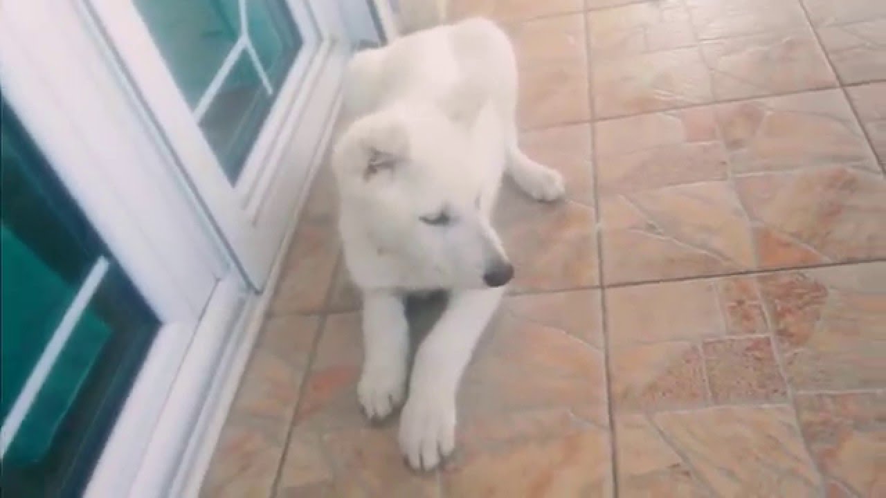 Ο σκυλος μου 2 εκπαίδευση 🐶🐶🐶🐶 - YouTube