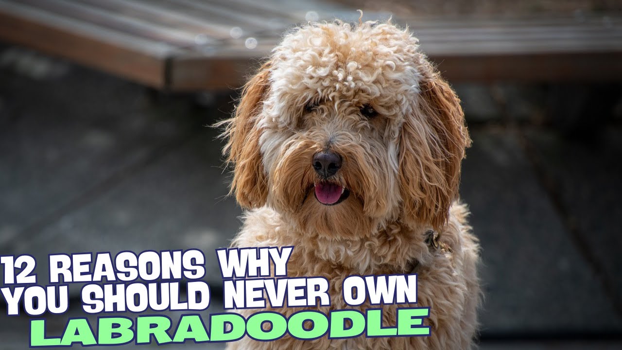 12 Reasons Why You Should Never Own a Labradoodle! 🚫🐶 - YouTube