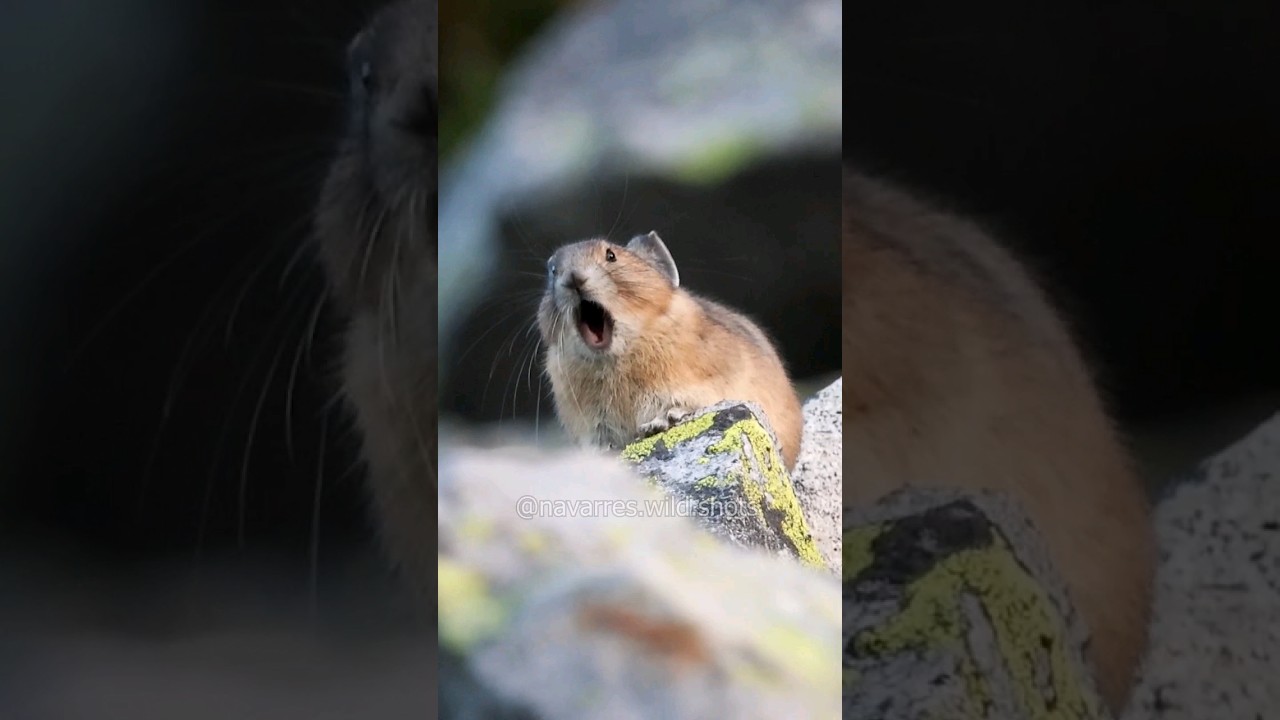 Hear the Pika Squeak! - YouTube