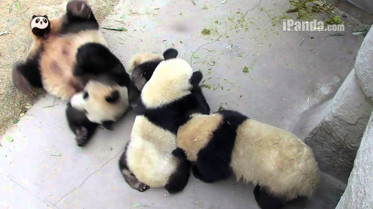 Panda's unique skills - YouTube