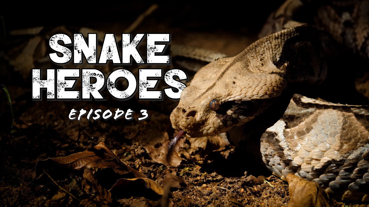 Snake Heroes Ep 3: The Shocking Truth About Relocating Snakes - YouTube