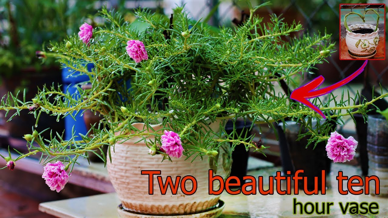 Amazing Idea of Planting Ten-hour Flower in Pot - YouTube