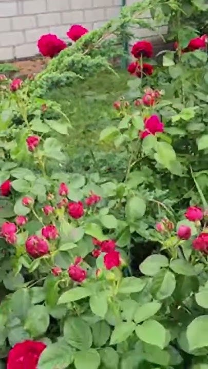 Розы в саду. Роза сорт Эрик Таберли. #сад #розы #flowers - YouTube