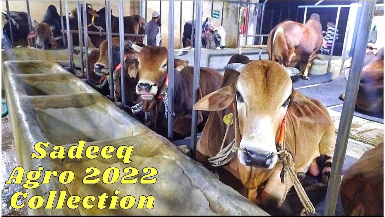 Sadeeq Agro Cattle Farm | 2022 Eid Collection | Big Cow In Bangladesh ...