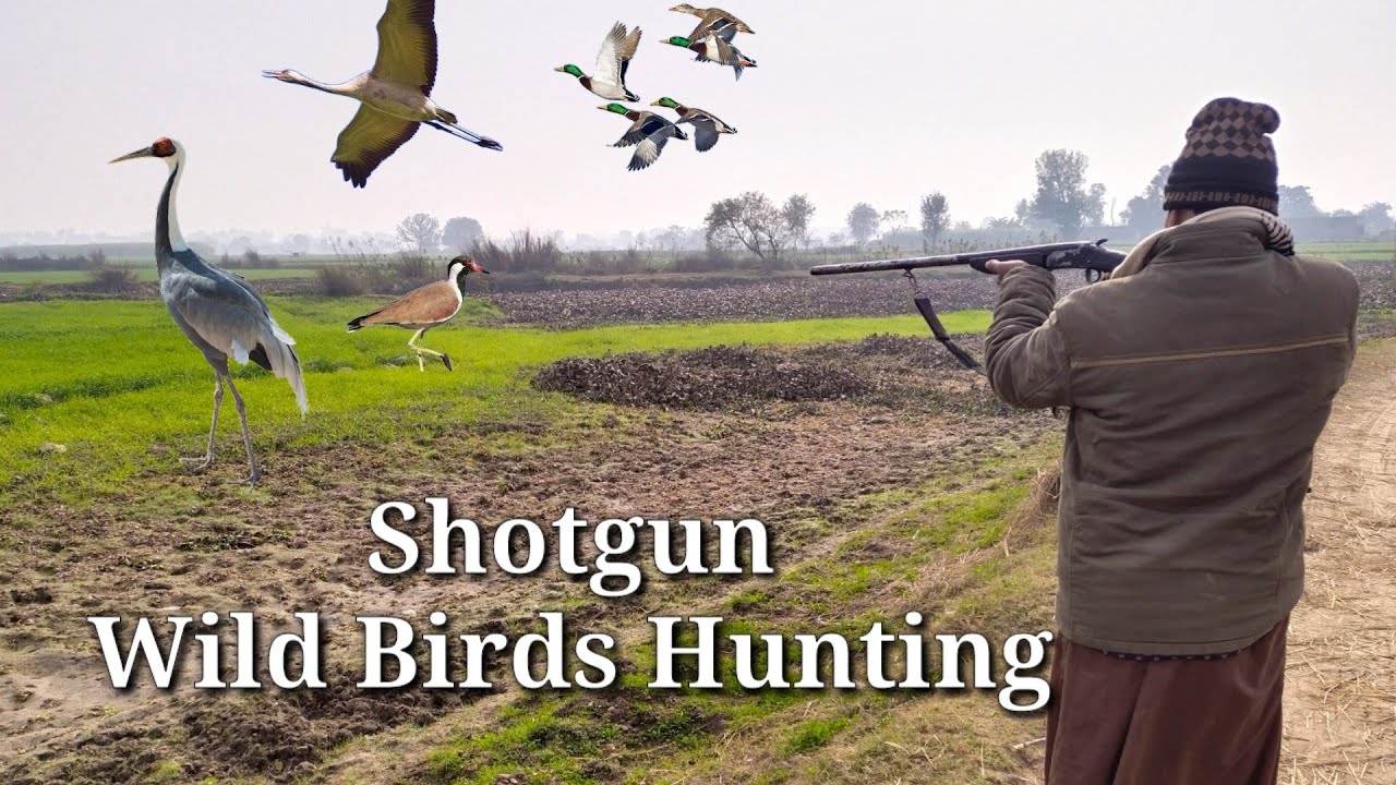 Best Shotgun Wild Birds Hunting || Wing shooting Skill || Outdoor ...