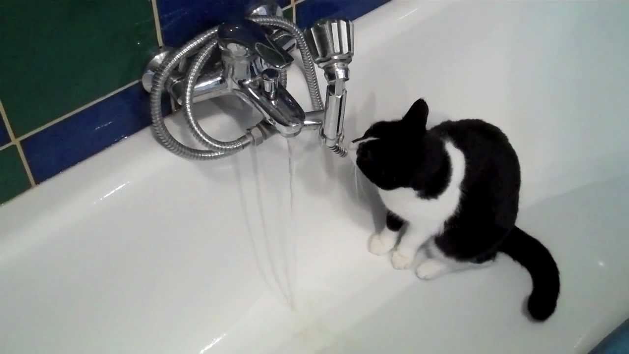 Chat qui prend un bain ! Crazy Cat in the bath ! - YouTube